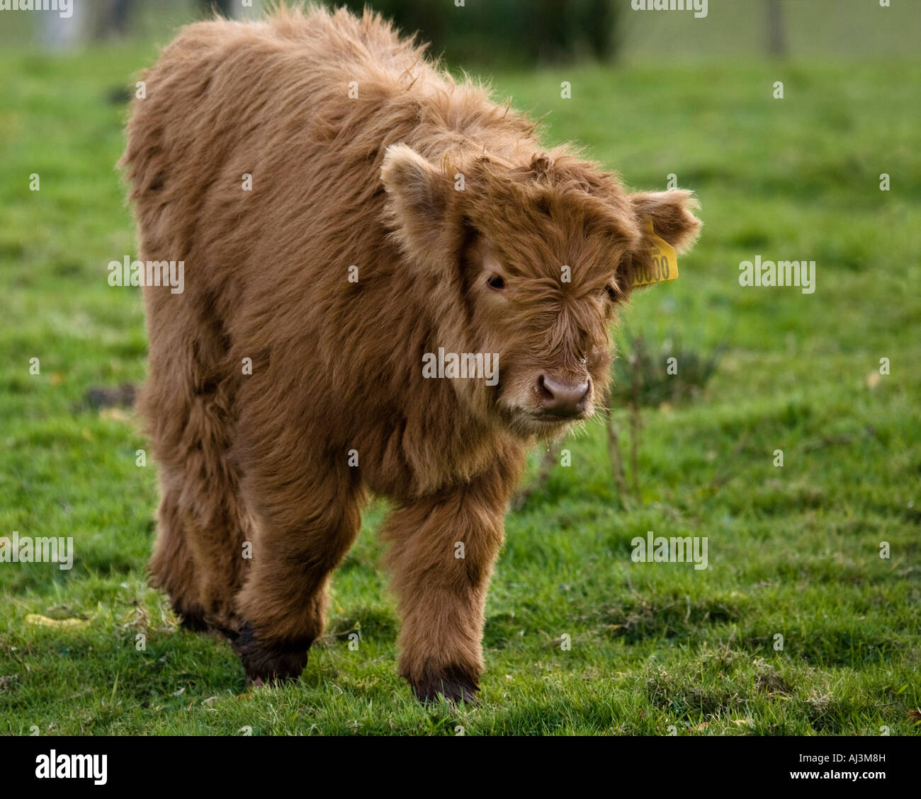 Baby highland cow hi-res stock photography and images - Alamy