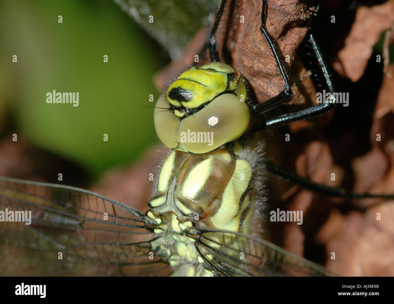 Aeshnid dragonfly in close up concentrating on the compound eyes and ...