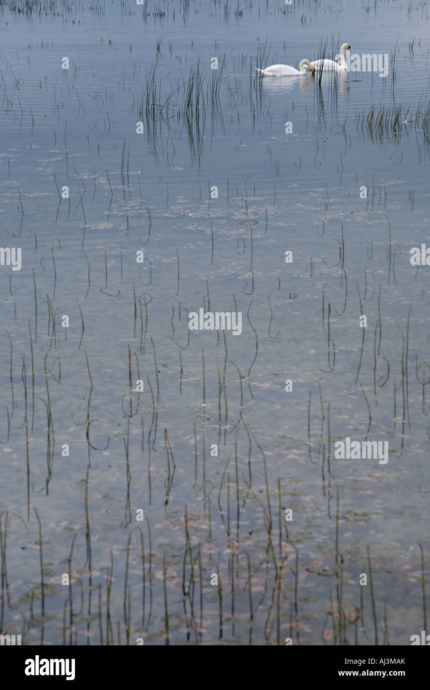 Stock photo of two swans in a marsh Shot in early morning light in ...