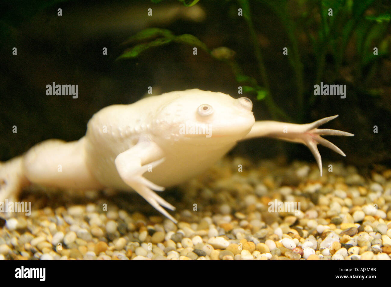 Albino toad on the river bed Stock Photo - Alamy