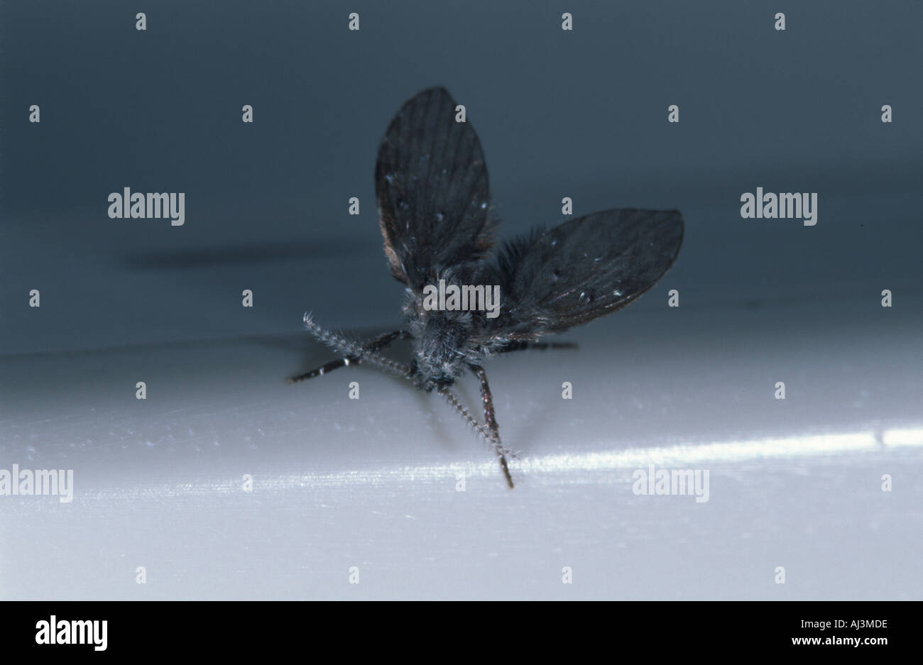 Psychoda alternata hi-res stock photography and images - Alamy