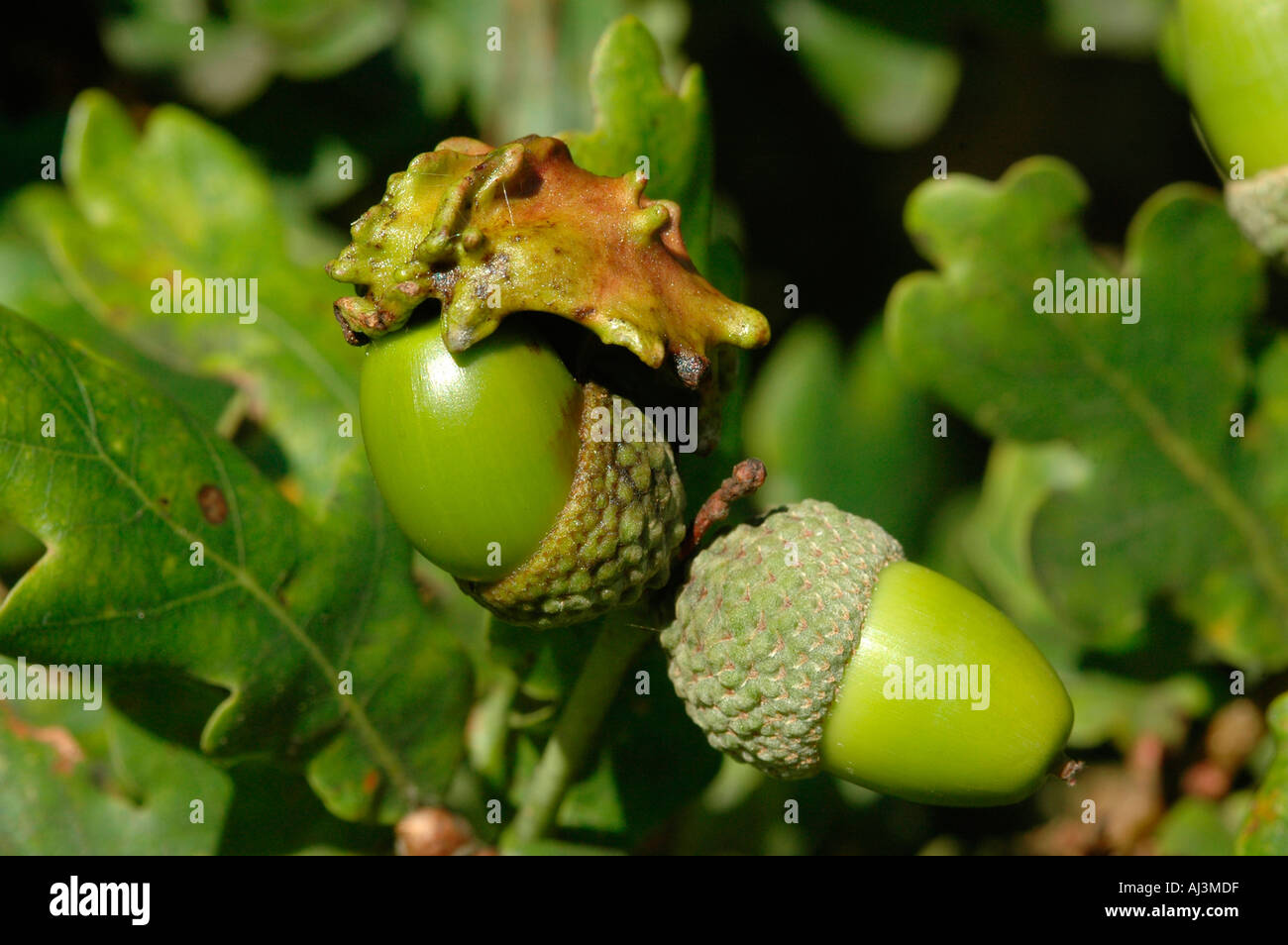 Acorn gall wasp andricus hi-res stock photography and images - Alamy