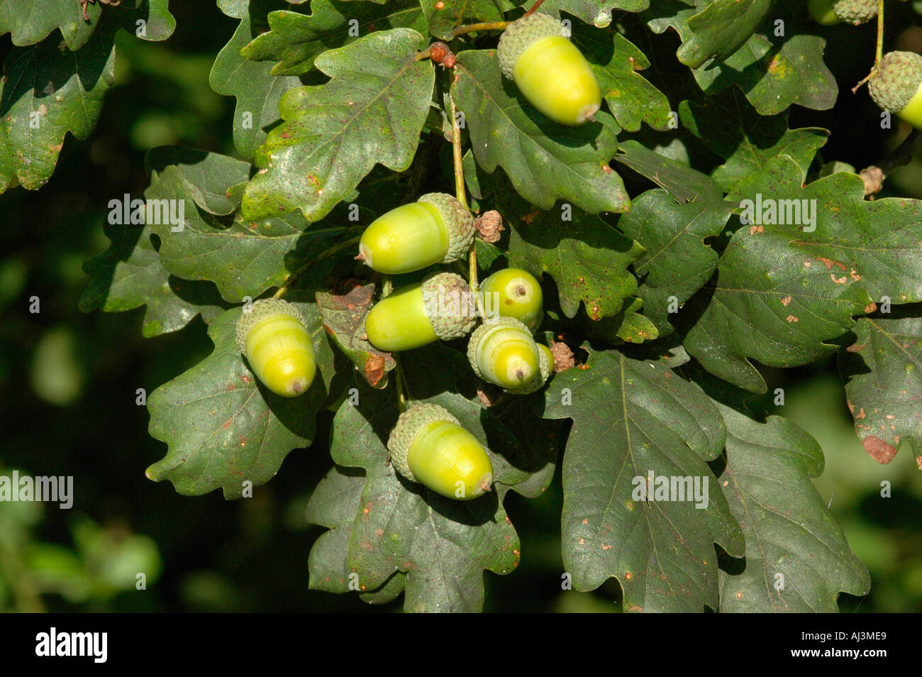 Common Oak acorns Stock Photo - Alamy