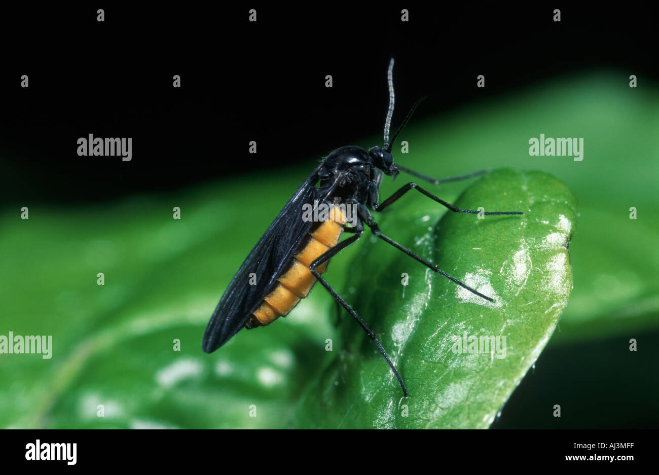 Dipteran with bright yellow abdomen Stock Photo - Alamy