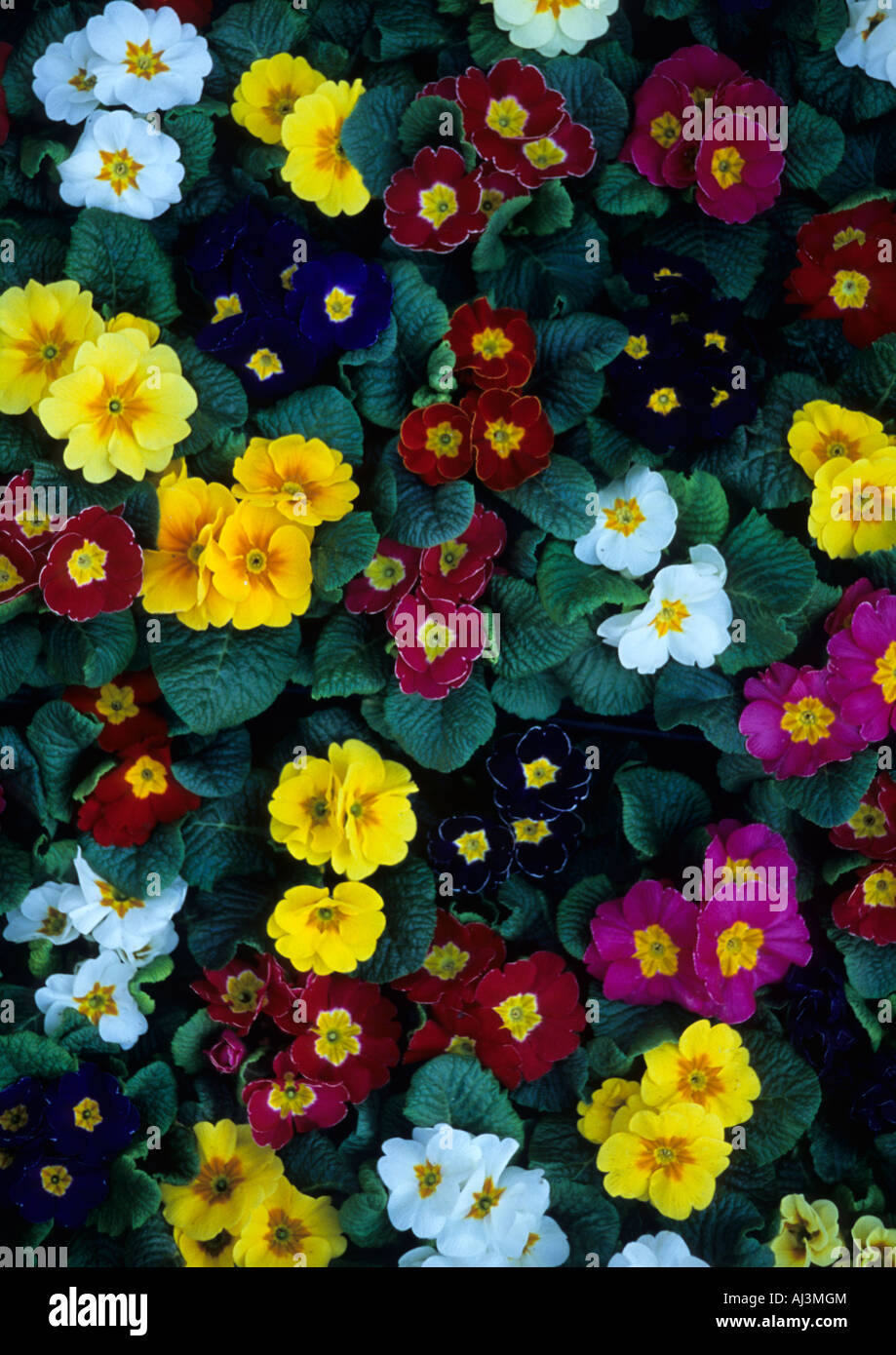 Assorted flowers hi-res stock photography and images - Alamy