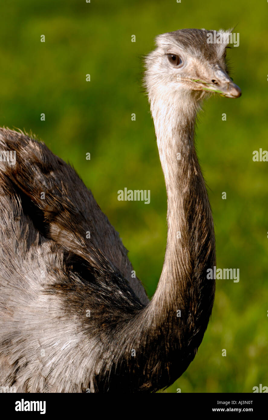 A Rhea Ostriches are seen feeding in the Ayrshire farm where they are ...