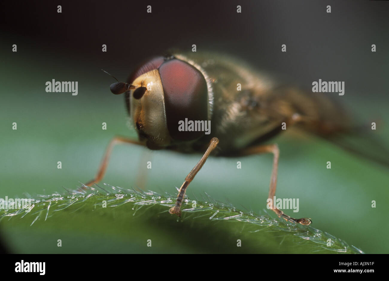 Syrphidae eye hi-res stock photography and images - Alamy