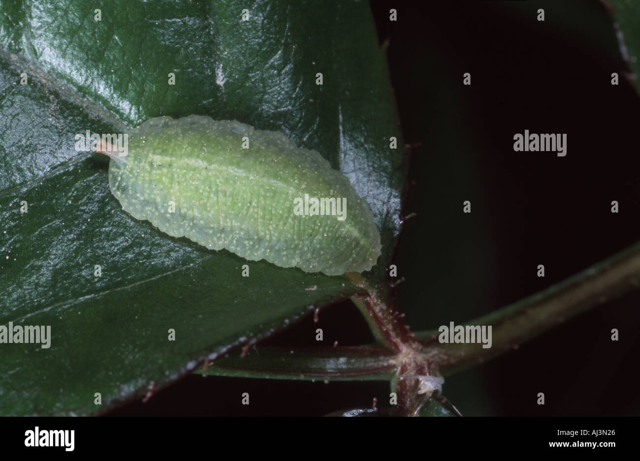 Pupa of the Hoverfly Epistrophe eligans Stock Photo - Alamy