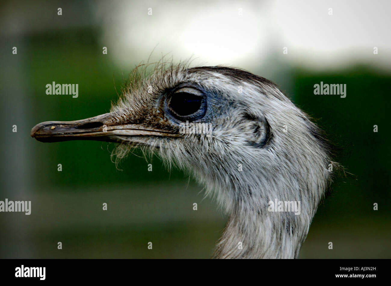 A Rhea Ostriches are seen feeding in the Ayrshire farm where they are ...