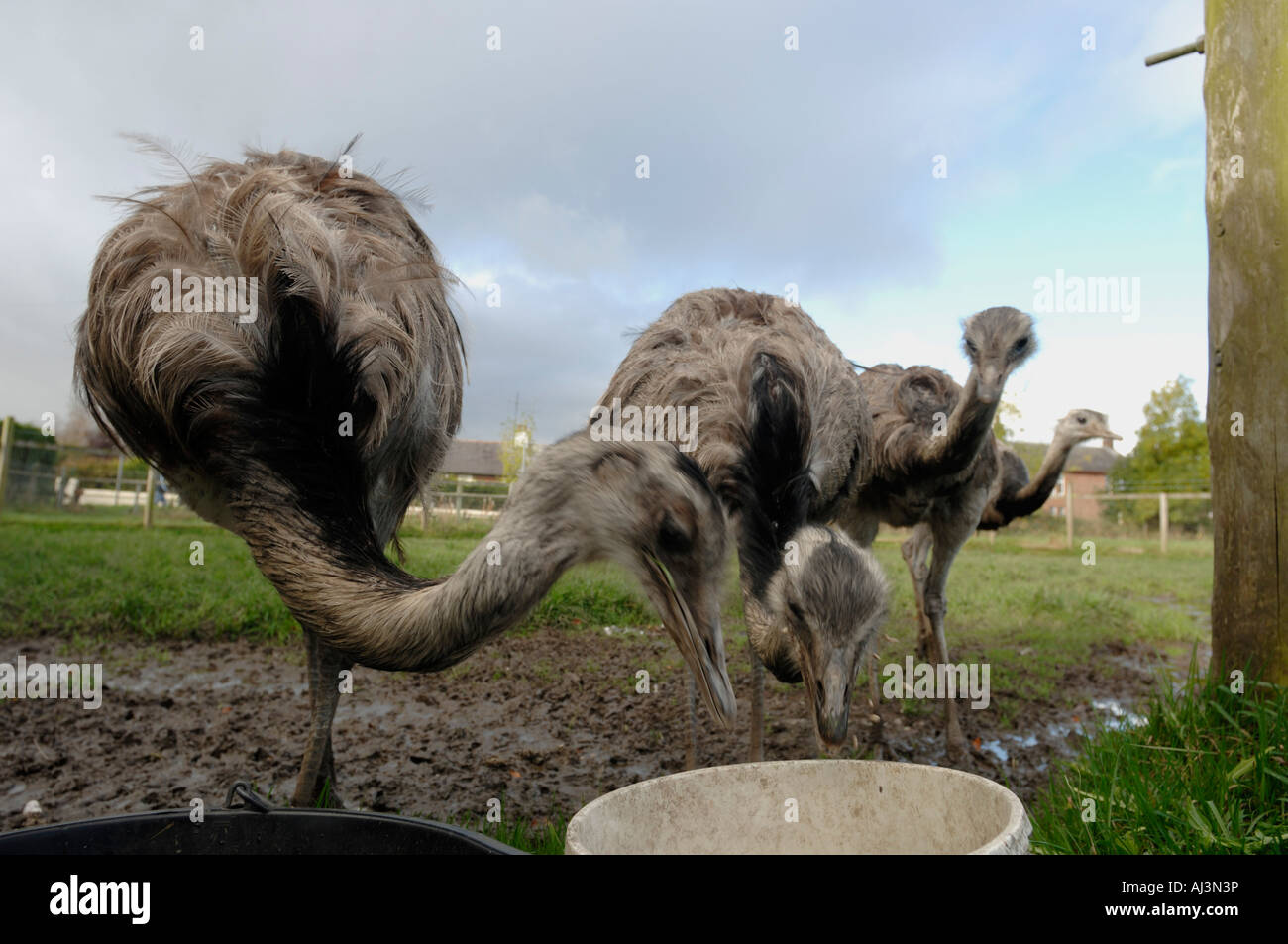 Four Rhea Ostriches are seen feeding in the Ayrshire farm where they ...