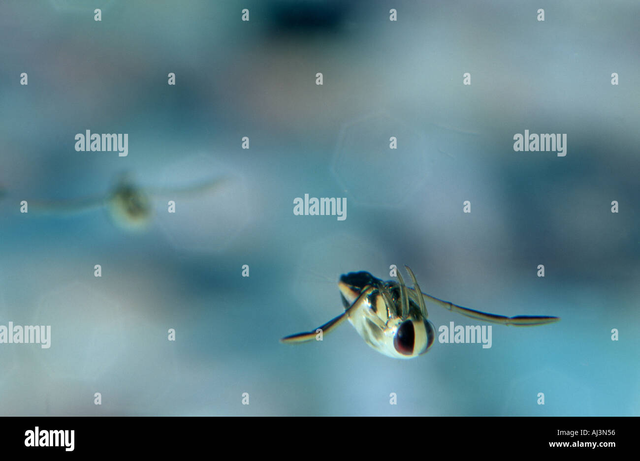 Backswimmer insect hi-res stock photography and images - Alamy