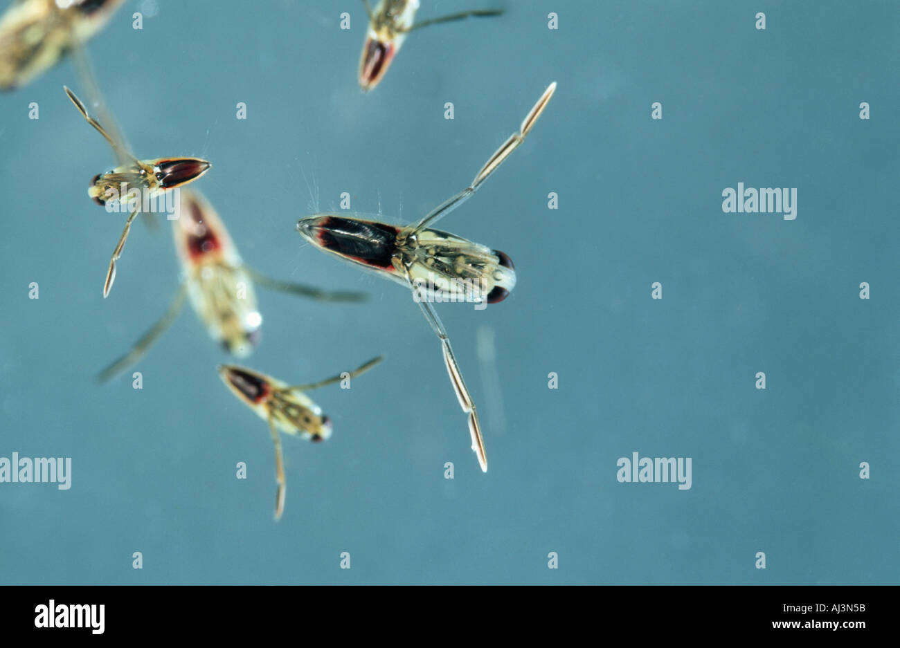 Notonecta spp hi-res stock photography and images - Alamy