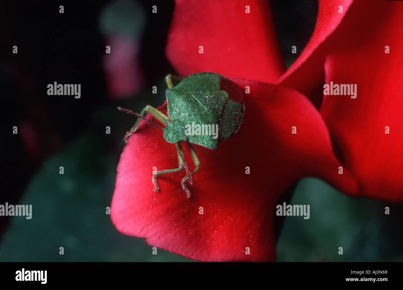 Green Shield bug (Palomena spp) (Heteroptera, Pentatomidae Stock Photo ...