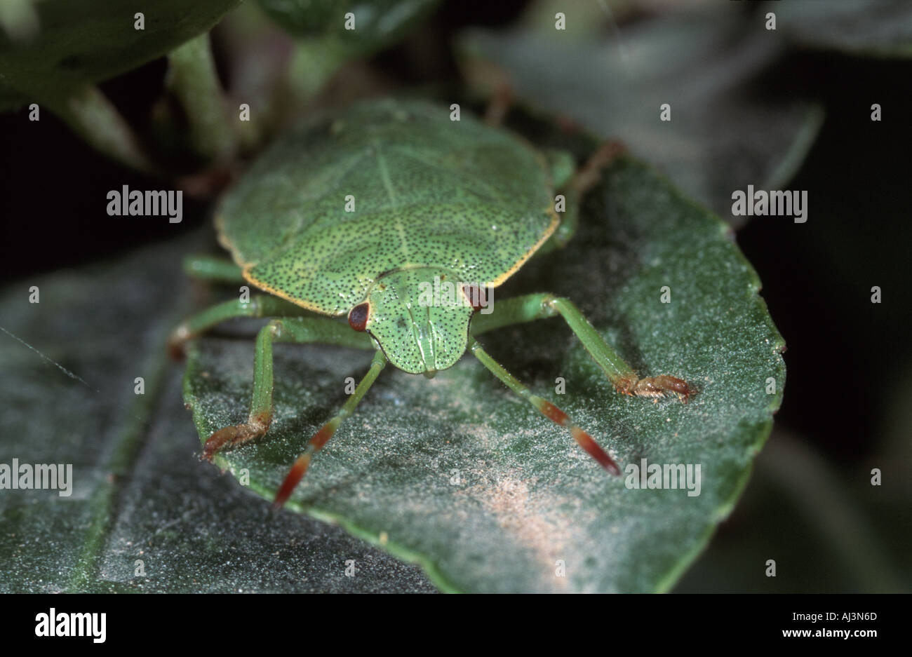 Green shield bug (Palomena spp) (Heteroptera, Pentatomidae Stock Photo - Alamy