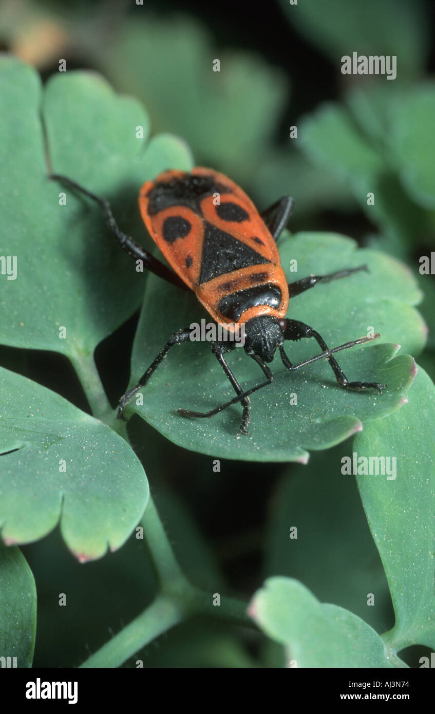 Pyrrhocoris apterus walking bug Stock Photo - Alamy