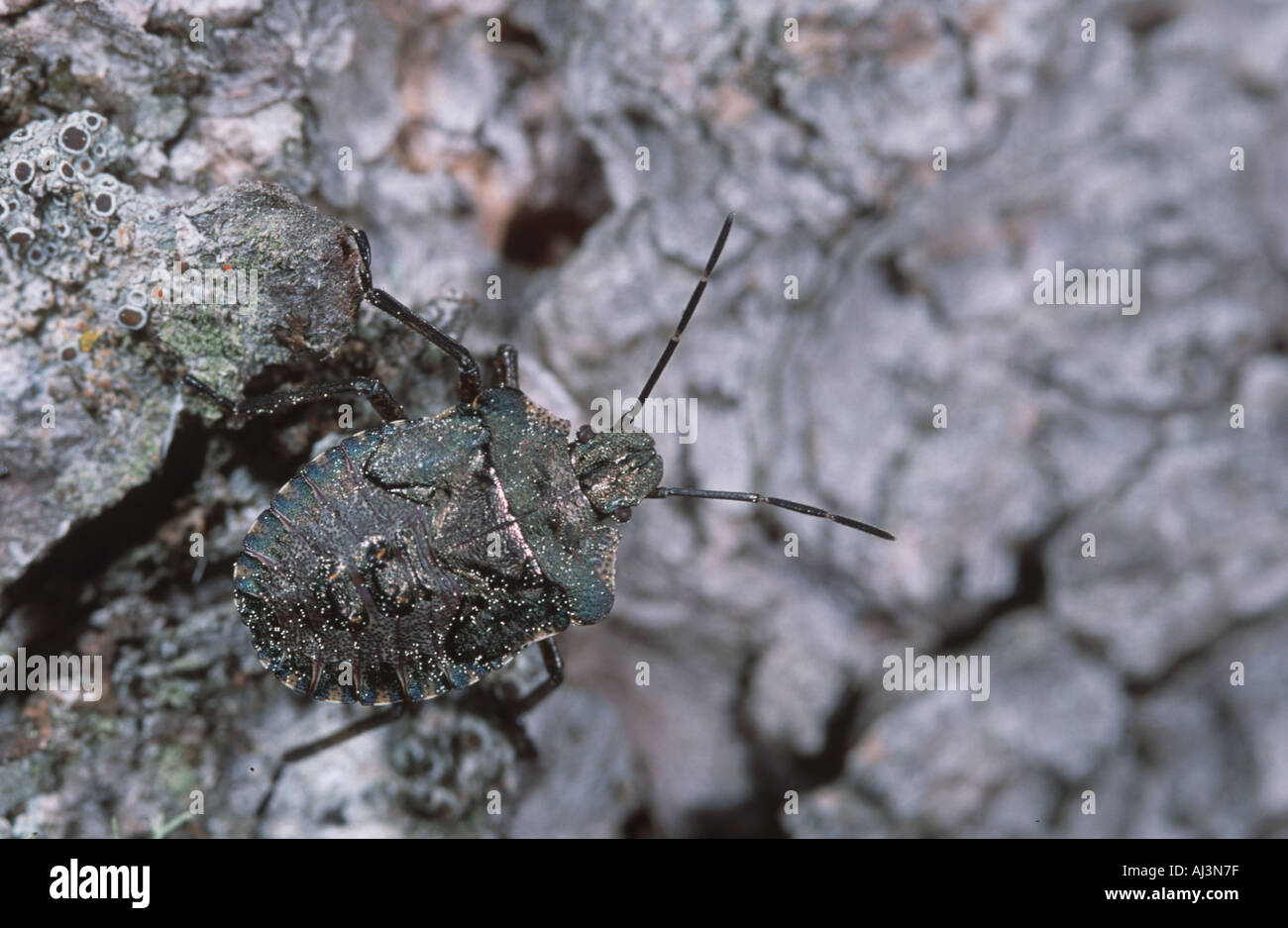 Bug (Heteroptera: Pentatomidae Stock Photo - Alamy