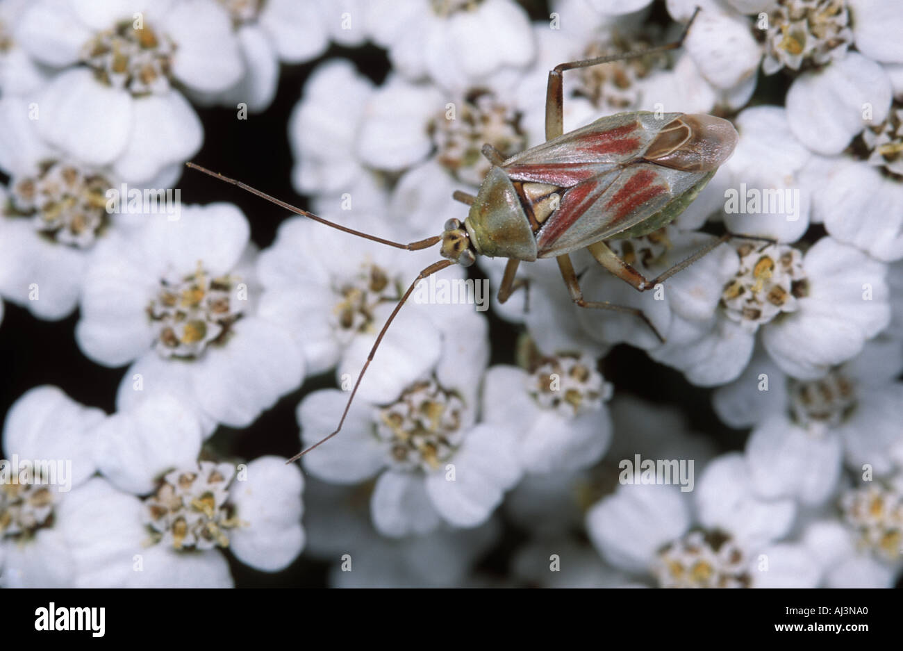Plant bug Calocoris roseomaculatus (Heteroptera: Miridae) on white ...