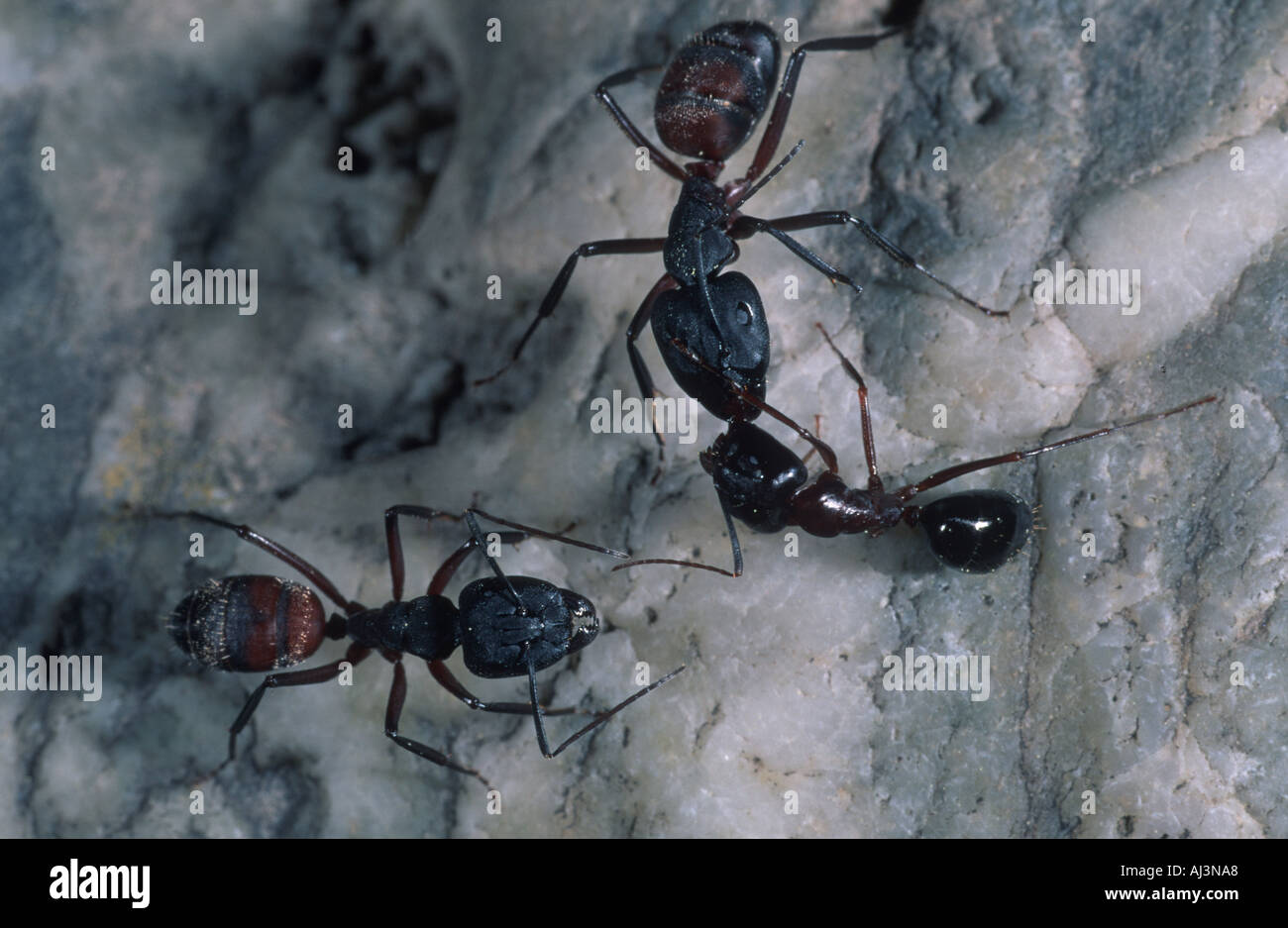 Oak ants hi-res stock photography and images - Alamy