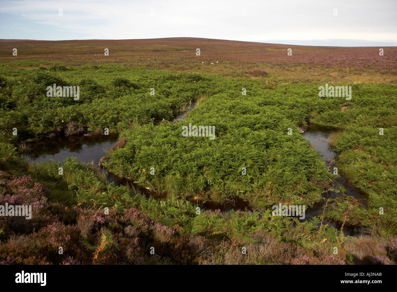 Lost on the moors hi-res stock photography and images - Alamy