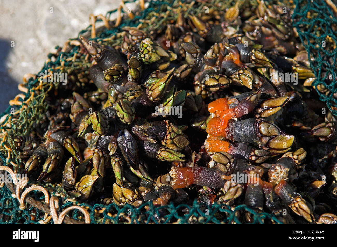 Bag of Gooseneck barnacles known as percebes in Galicia Spain Stock ...