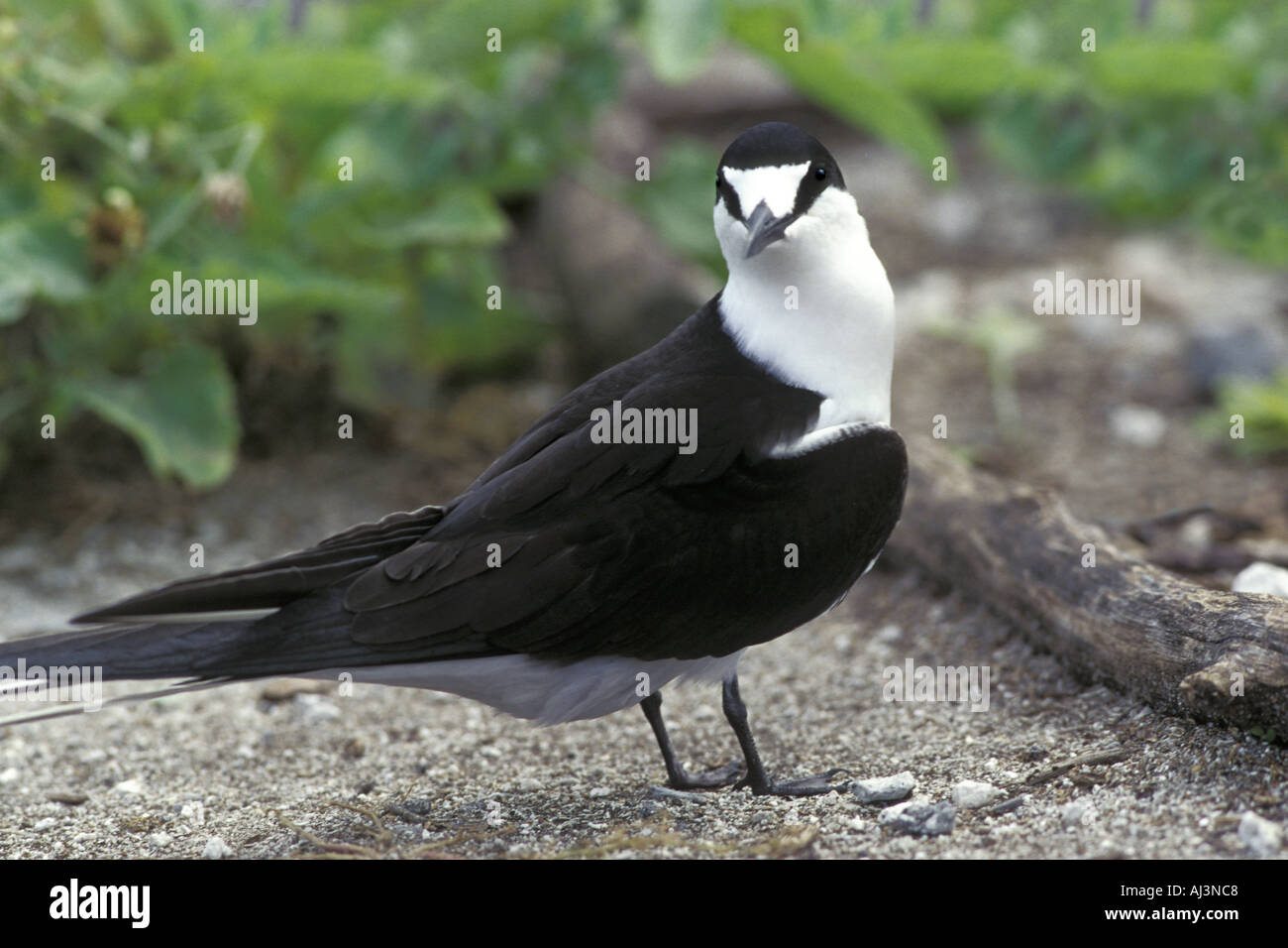 Sooty Tern Sterna fuscata on Midway Atoll Stock Photo - Alamy