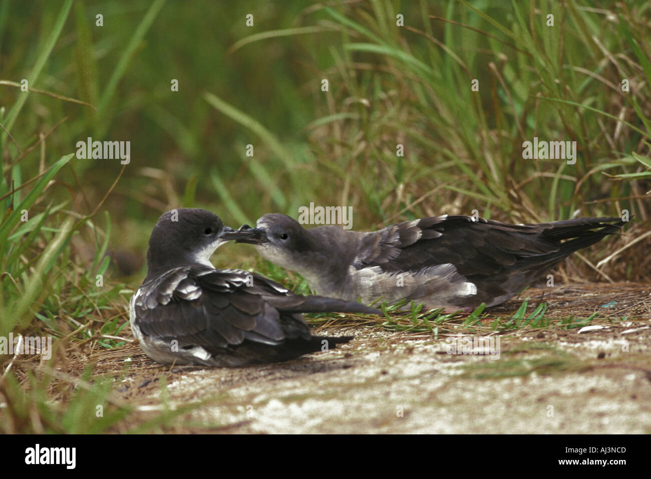 Hawaiian petrel hawaii hi-res stock photography and images - Alamy