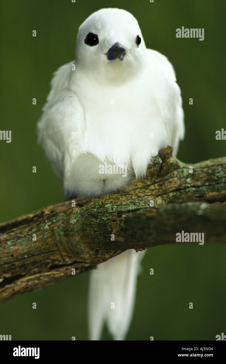 Tern island hawaii hi-res stock photography and images - Alamy