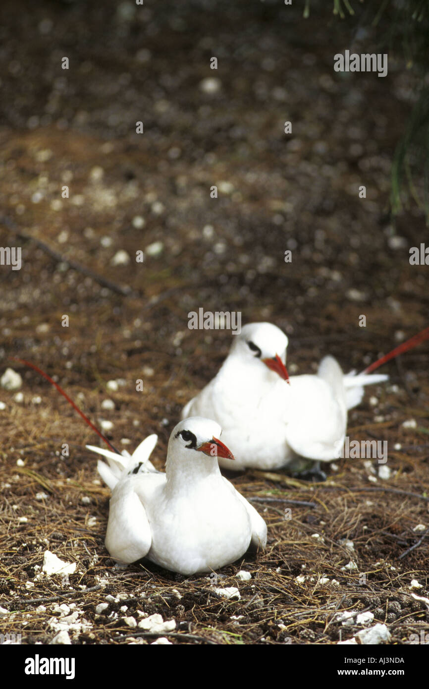 White tailed tropic birds hawaii hi-res stock photography and images ...