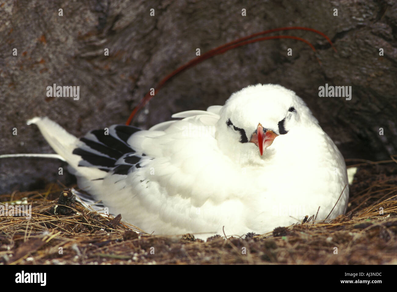 White tailed tropic birds hawaii hi-res stock photography and images ...