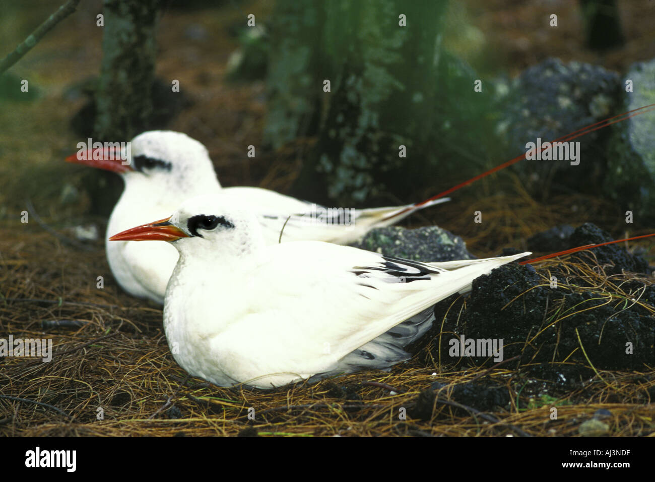 White tailed tropic bird hawaii hi-res stock photography and images - Alamy