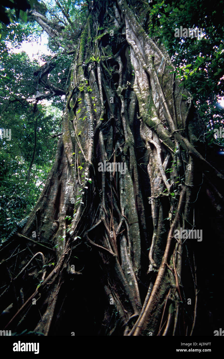 Daintree National Park, Queensland, Australia Stock Photo - Alamy