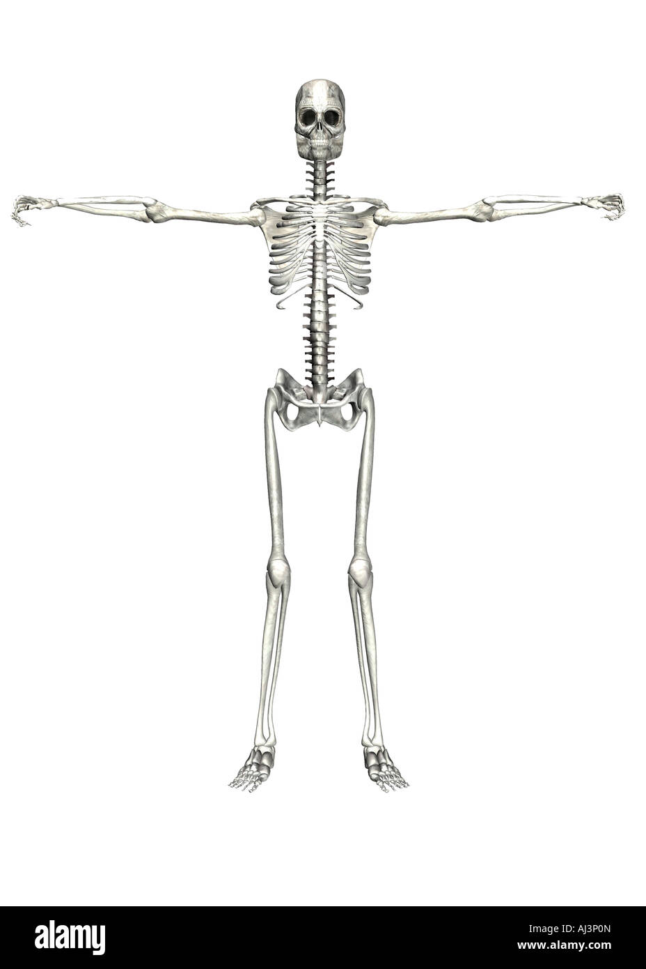 Skeleton body bones pose Cut Out Stock Images & Pictures - Alamy