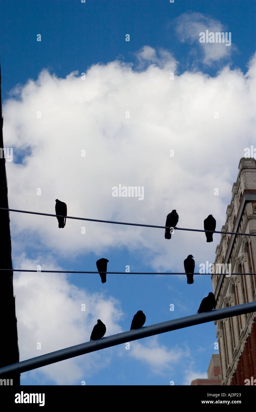 birds on street light Stock Photo - Alamy