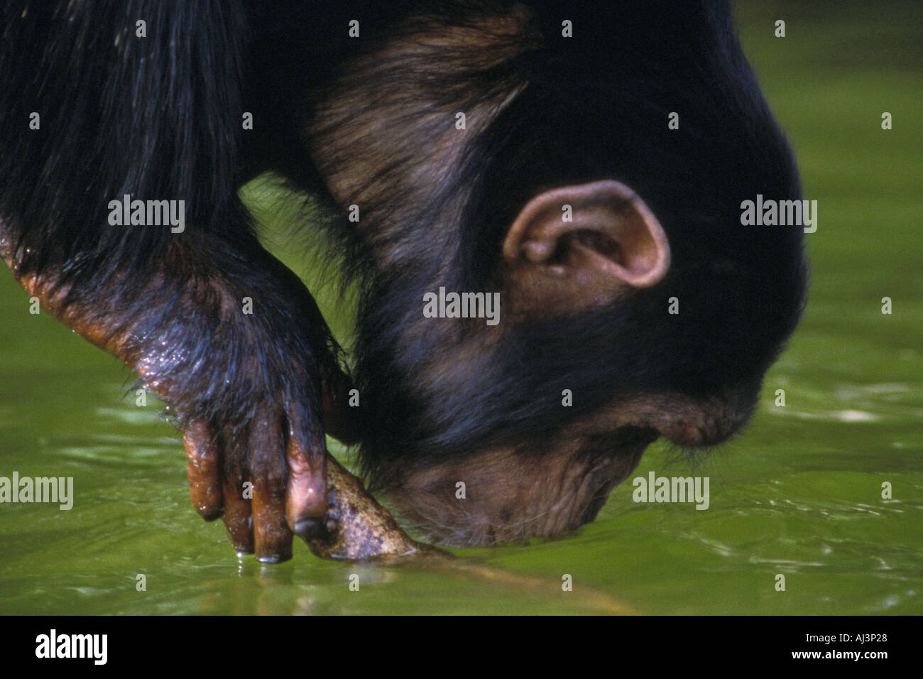 Chimpanzee Drinking Water Stock Photo - Alamy