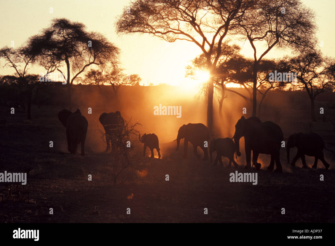 African Elephants in Sunset Stock Photo - Alamy
