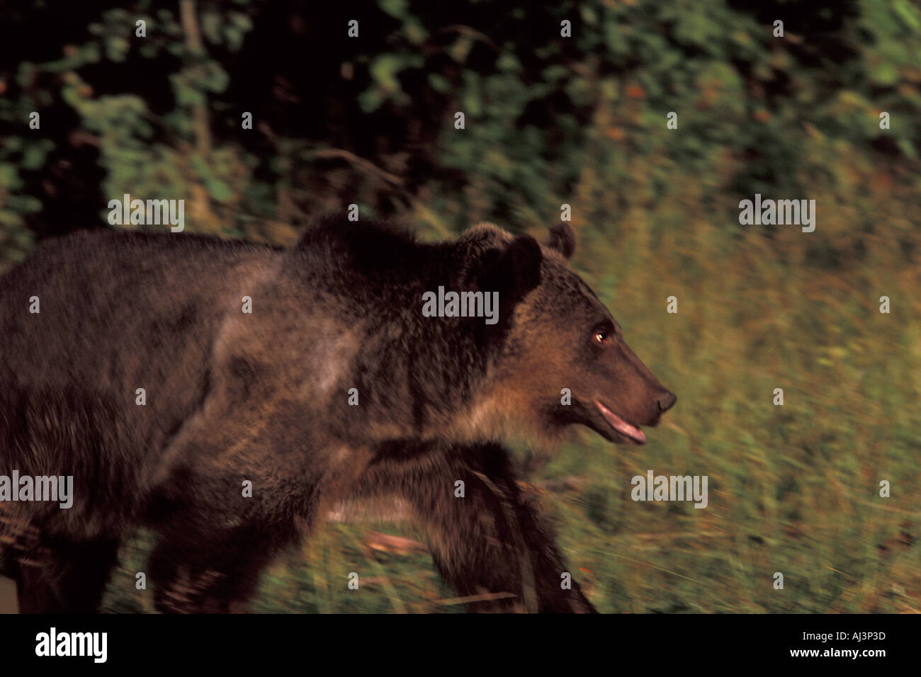 Thretening High Resolution Stock Photography and Images - Alamy