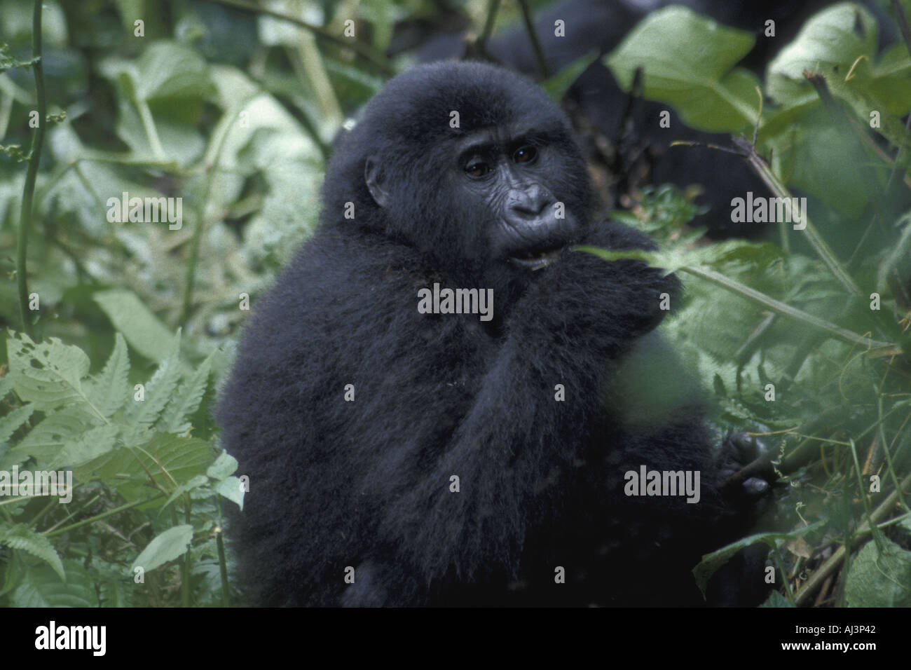 Mountain Gorilla Female Stock Photo - Alamy