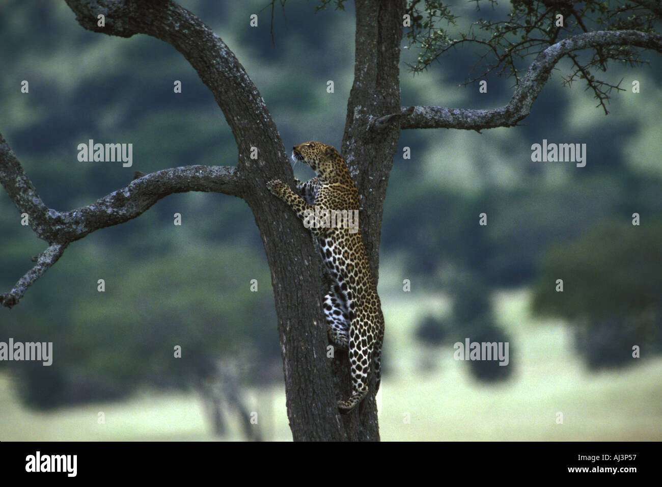 Leopard in Tree Stock Photo - Alamy