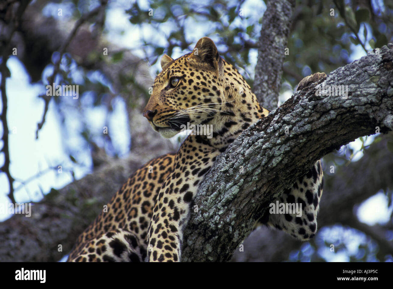 Leopard in Tree Stock Photo - Alamy