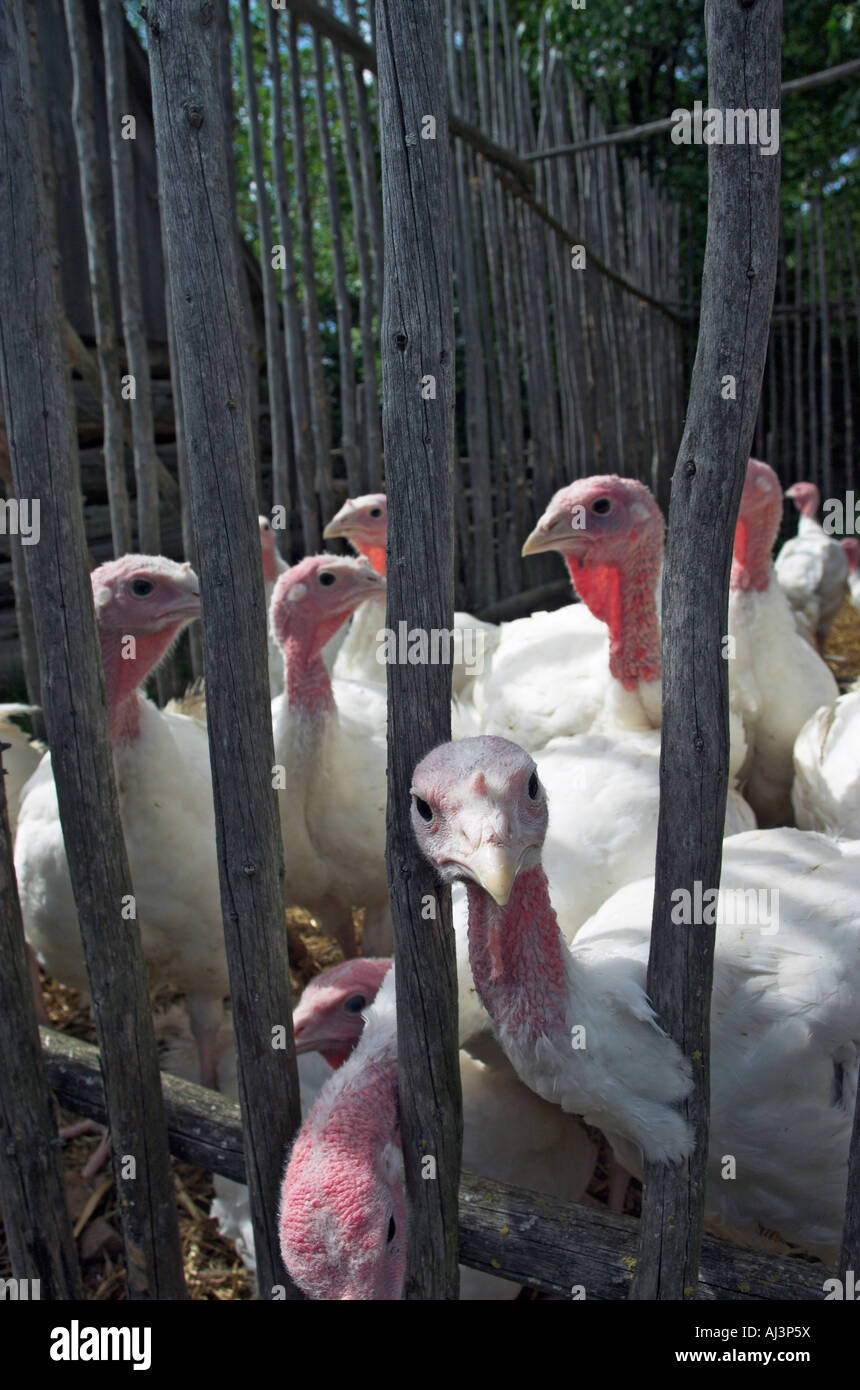 Through cage hi-res stock photography and images - Alamy