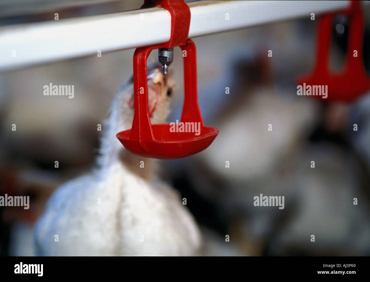 Broiler water hi-res stock photography and images - Alamy