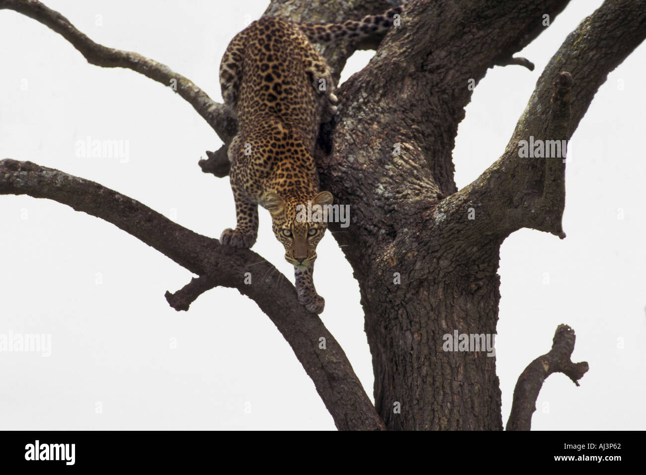Leopard in Tree Stock Photo - Alamy