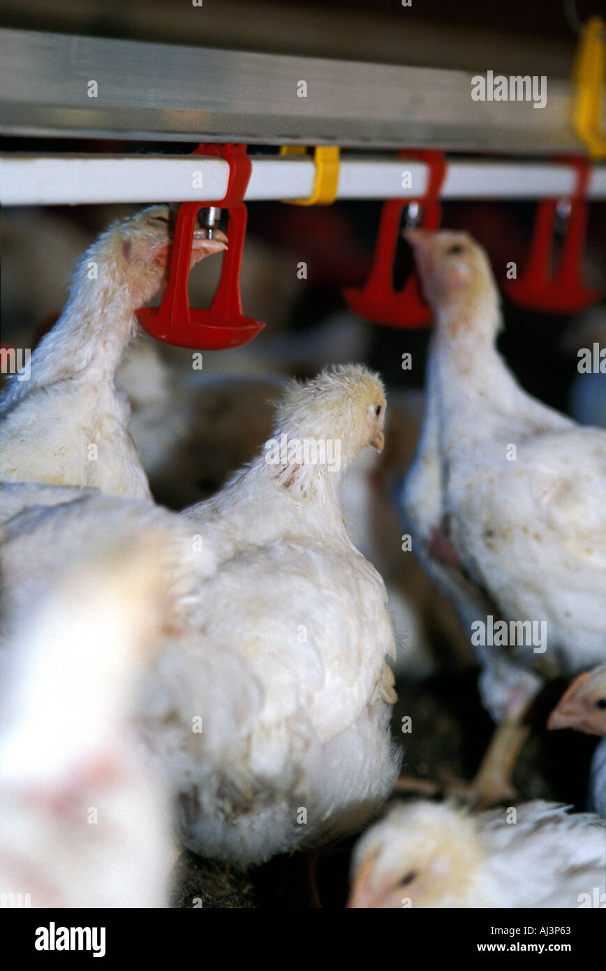 Tending chickens hi-res stock photography and images - Alamy