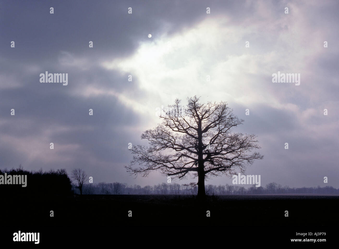 Ray stark hi-res stock photography and images - Alamy