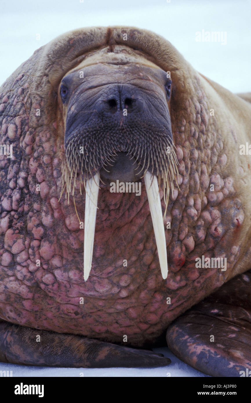 The walrus hi-res stock photography and images - Alamy