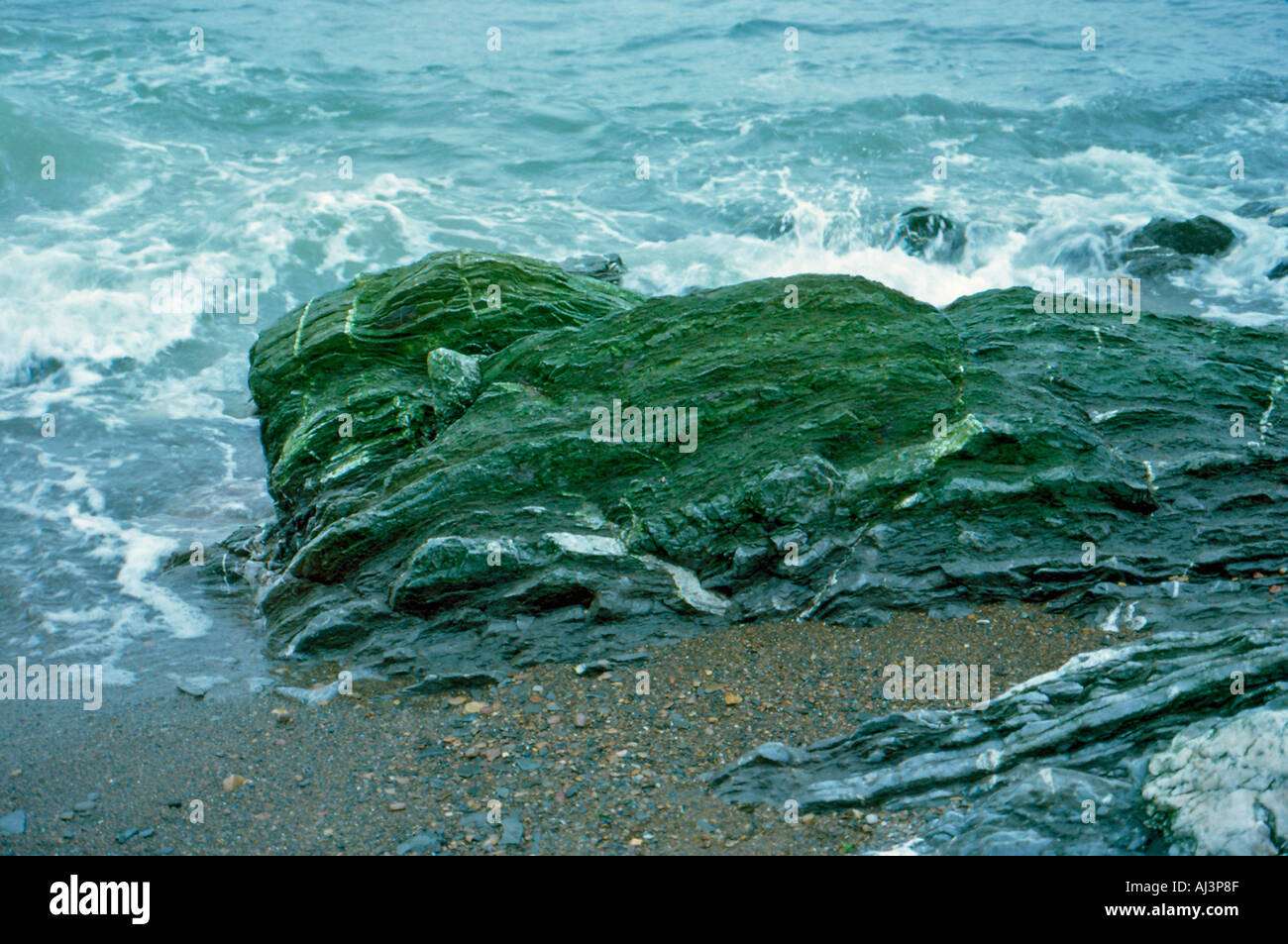 Green moss covers a rock along the Atlantic Ocean shore Stock Photo - Alamy