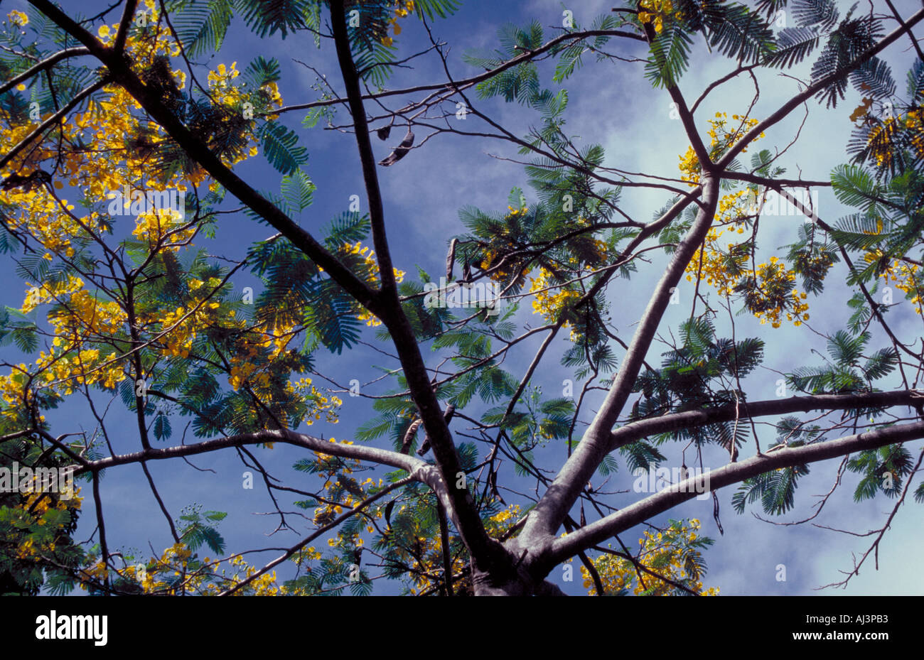 New branches and flowers poke out from a tree Stock Photo - Alamy