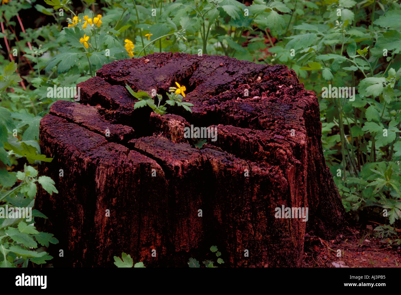 A flower blooms from the top of a tree stump Stock Photo - Alamy