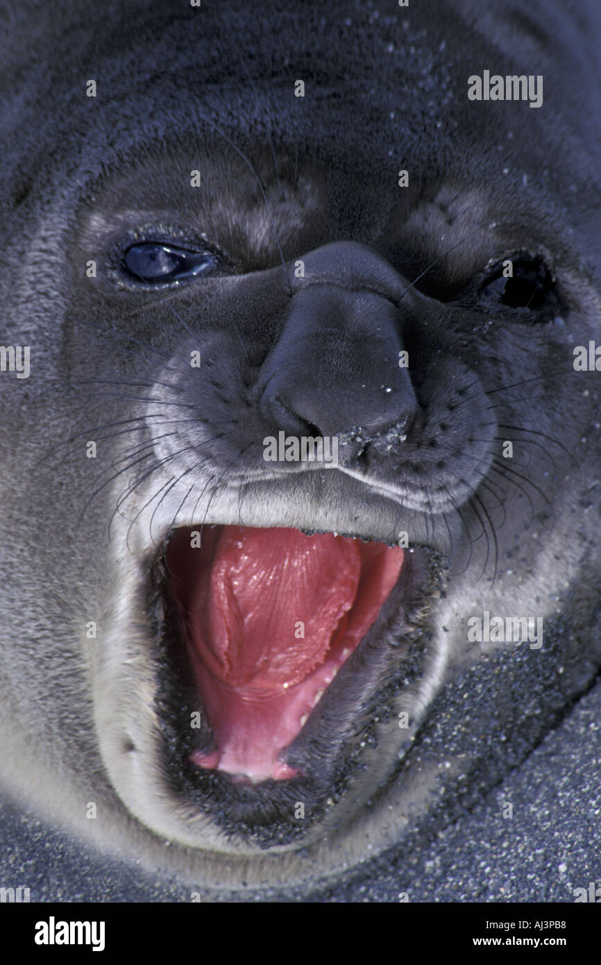 Skinned seal hi-res stock photography and images - Alamy