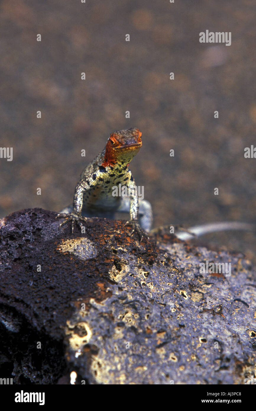 Female Lava Lizard Iguanidae microlophus Bartolome Isle Galapagos ...